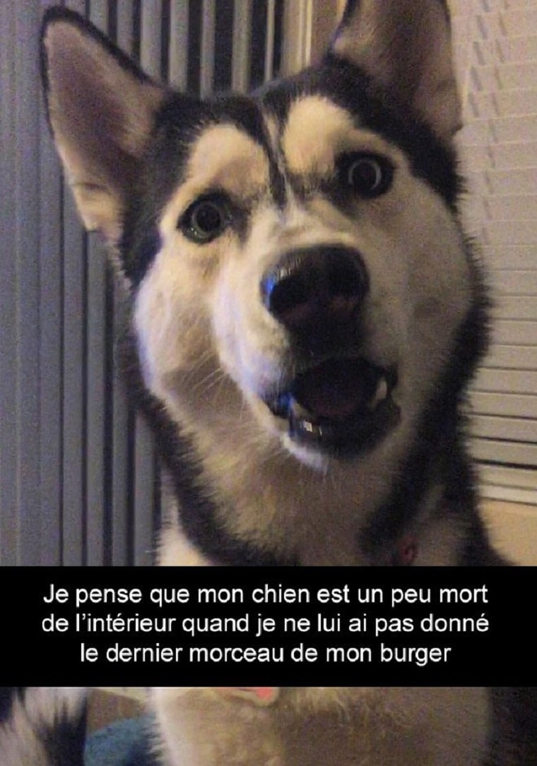 Je pense que mon chien est un peu de l'intérieur... - Humour-France.fr