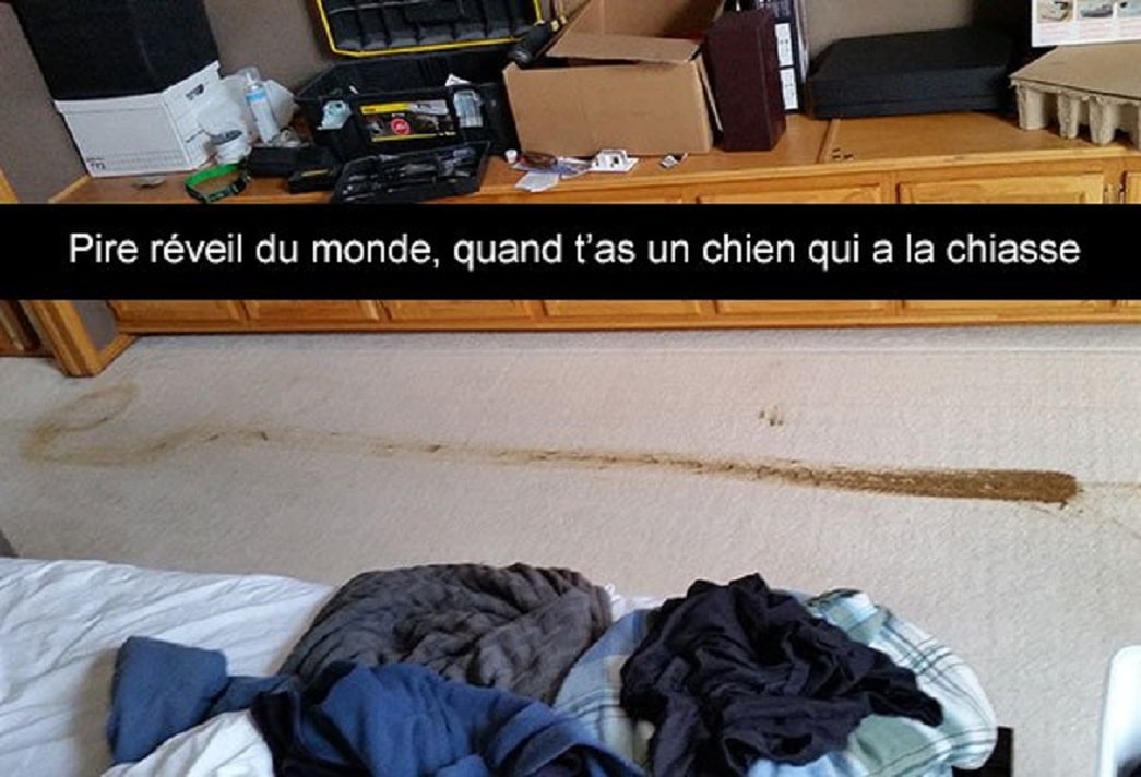 Pire réveil du monde, quand t'as un chien qui a la chiasse.