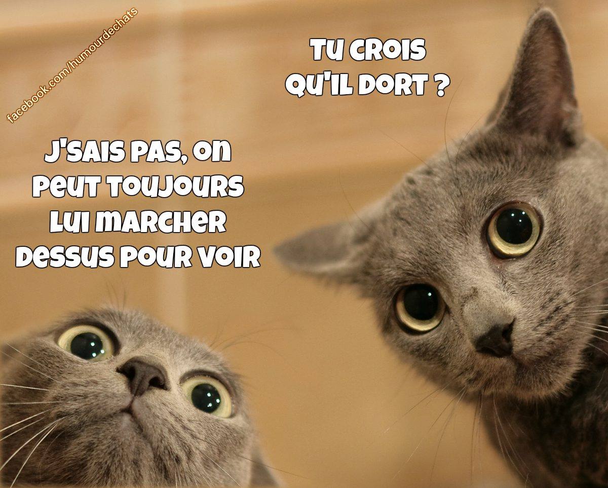 Tu crois qu'il dort - Humour-France.fr