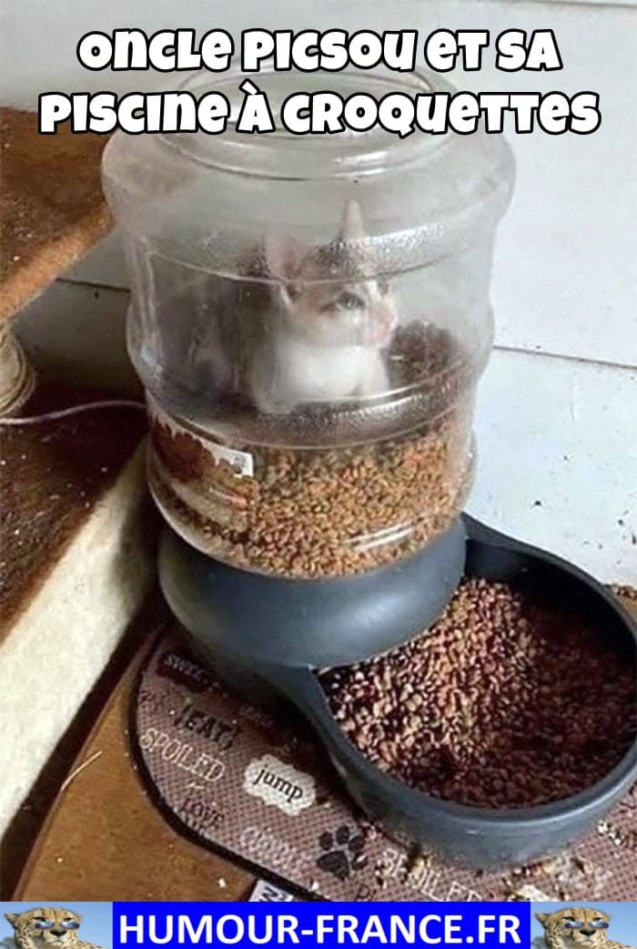 Oncle Picsou et sa piscine à croquettes - Humour-France.fr