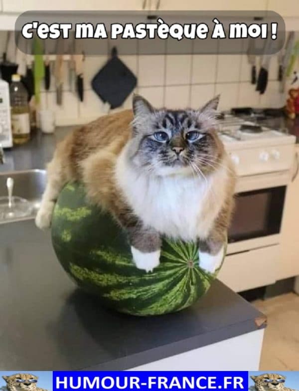 C'est ma pastèque à moi ! - Humour-France.fr
