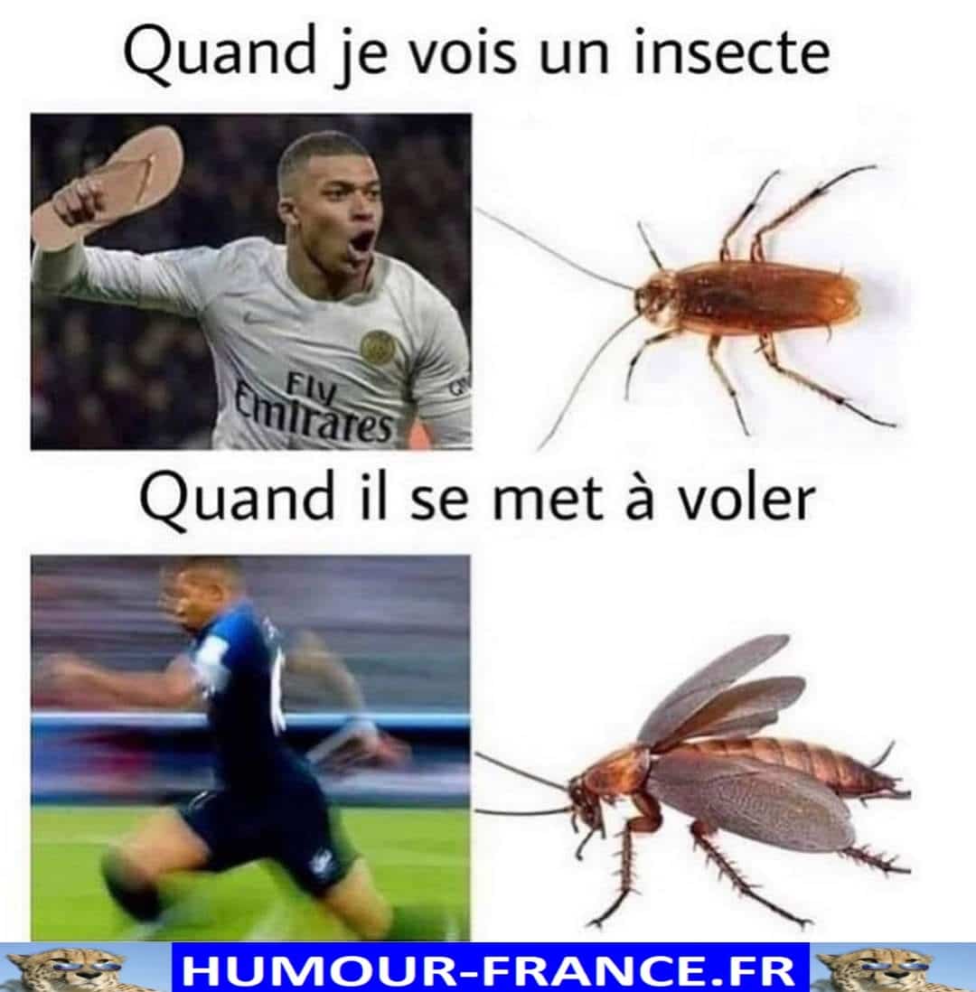 Quand je vois un insecte - Humour-France.fr