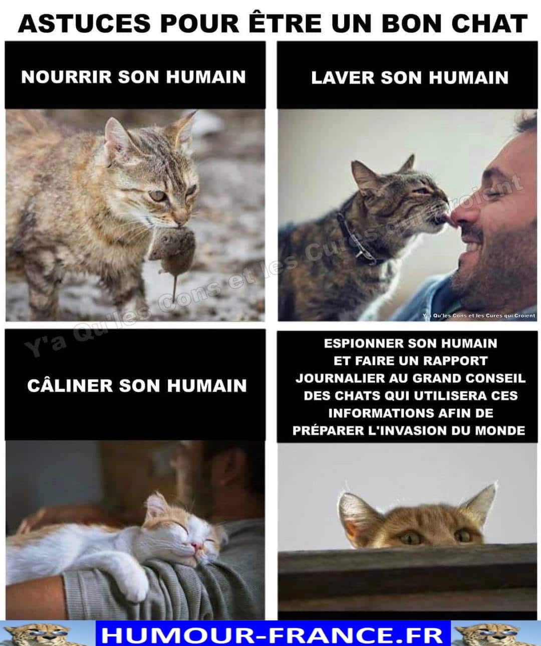 Astuces pour être un bon chat - Humour-France.fr