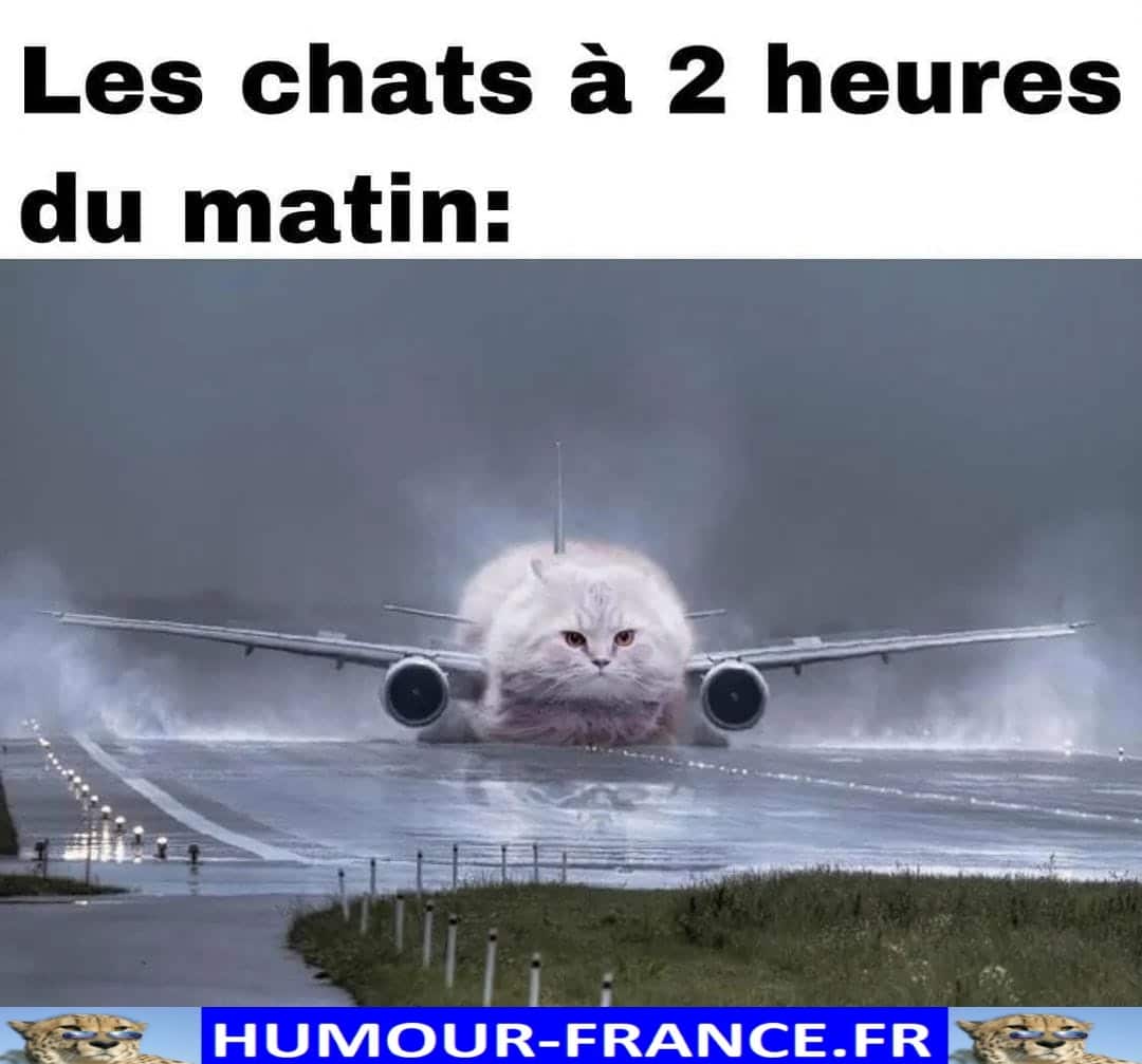 Les chats à 2 heures du matin. - Humour-France.fr