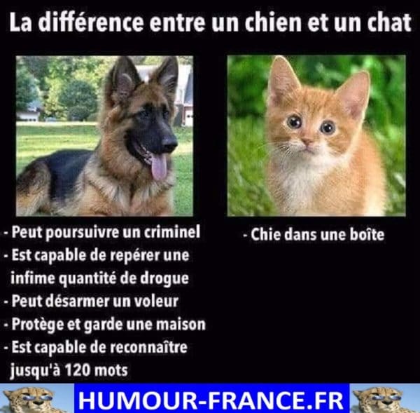 La différence entre un chien et un chat. - Humour-France.fr