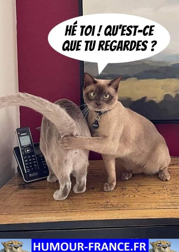 Hé toi ! Qu'est-ce que tu regardes ? - Humour-France.fr