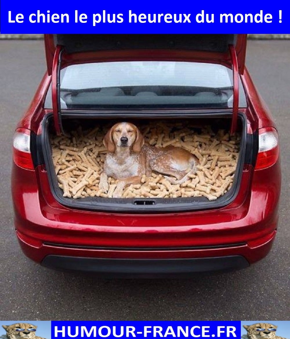 Le chien le plus heureux du monde ! - Humour-France.fr