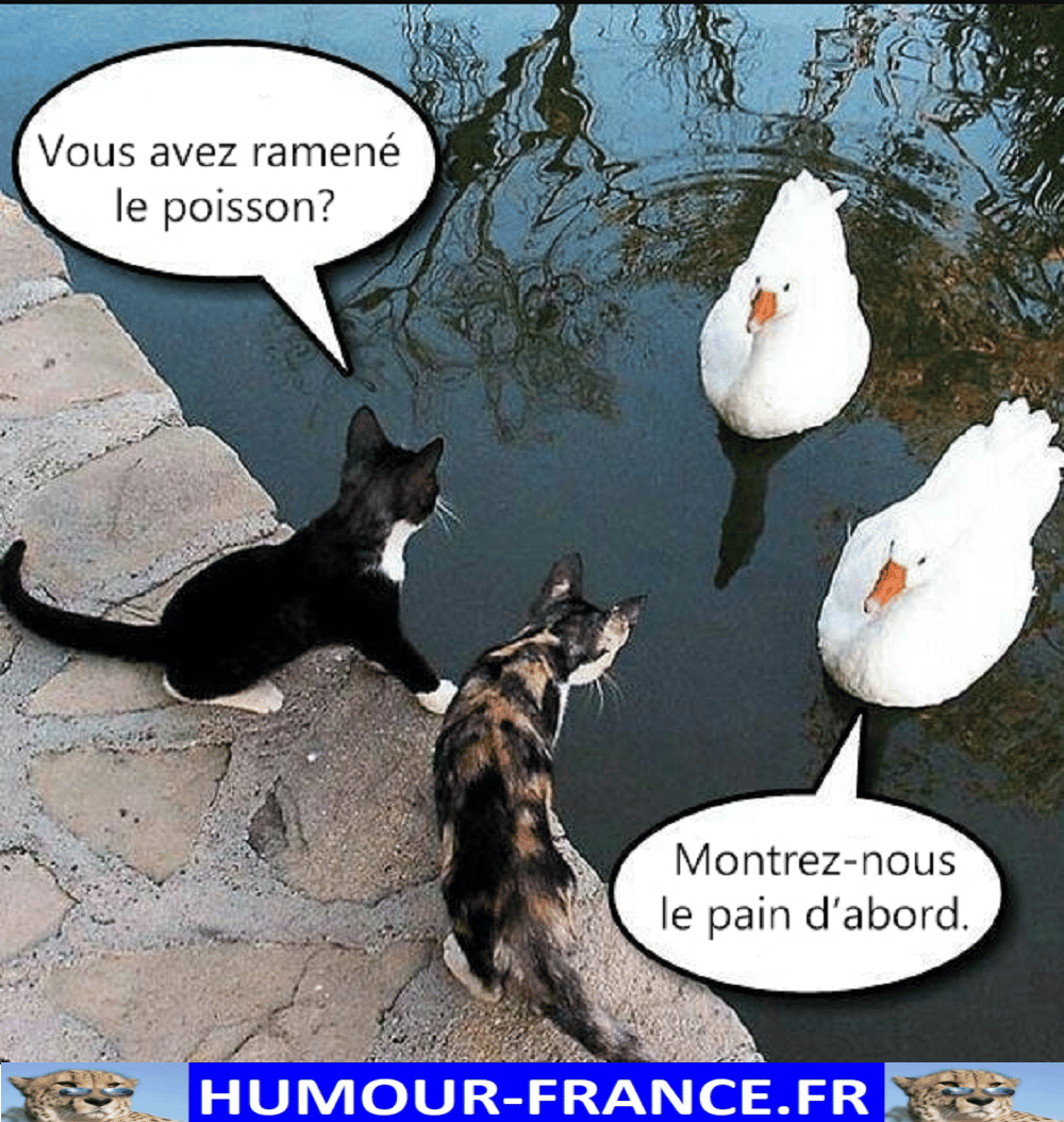 Vous avez ramené le poisson. - Humour-France.fr