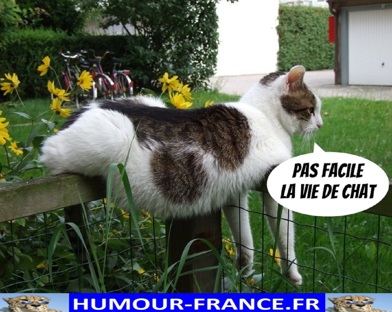 Pas facile la vie de chat. - Humour-France.fr