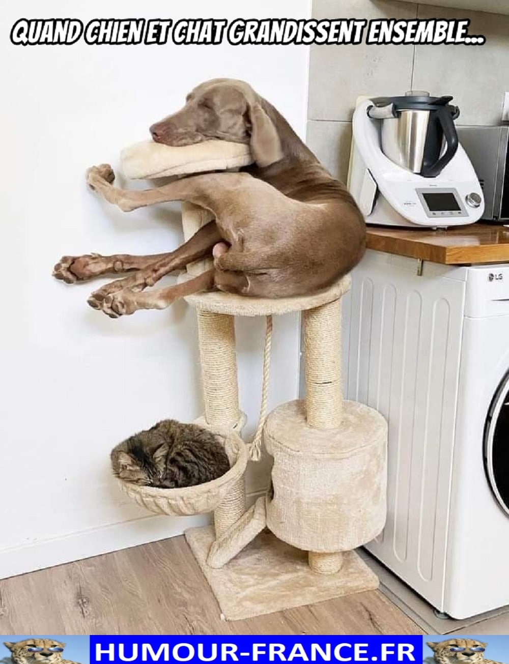 Quand chien et chat grandissent ensemble … - Humour-France.fr