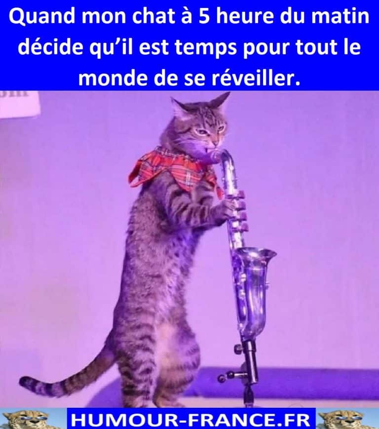 Quand mon chat à 5 heure du matin décide qu’il est temps pour