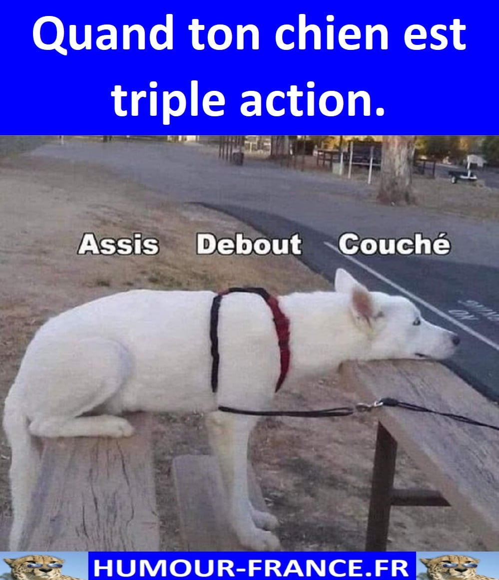 Quand ton chien est triple action. - Humour-France.fr
