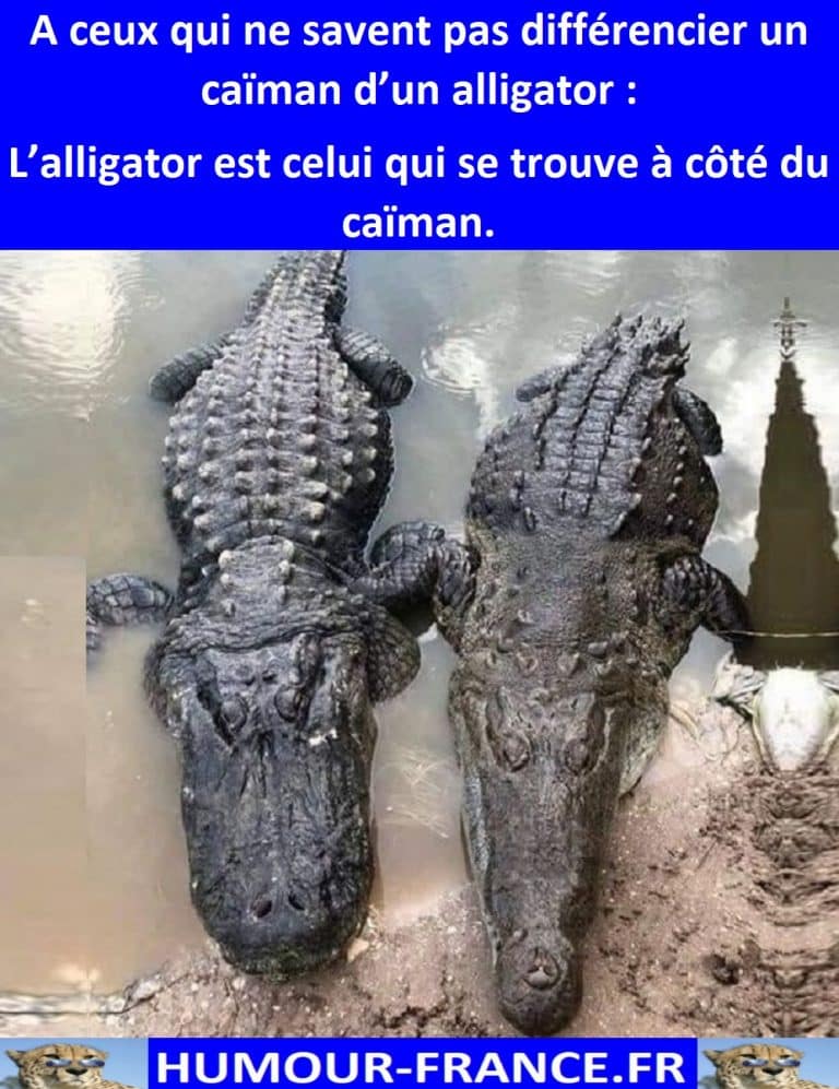 A ceux qui ne savent pas différencier un caïman d’un alligator