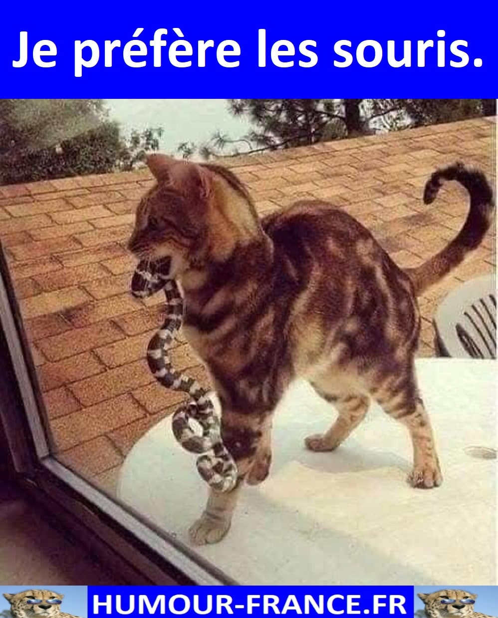 Je préfère les souris. - Humour-France.fr