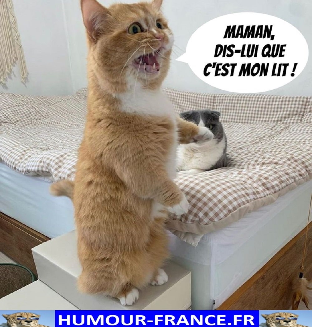 Maman, dis-lui que c'est mon lit ! - Humour-France.fr