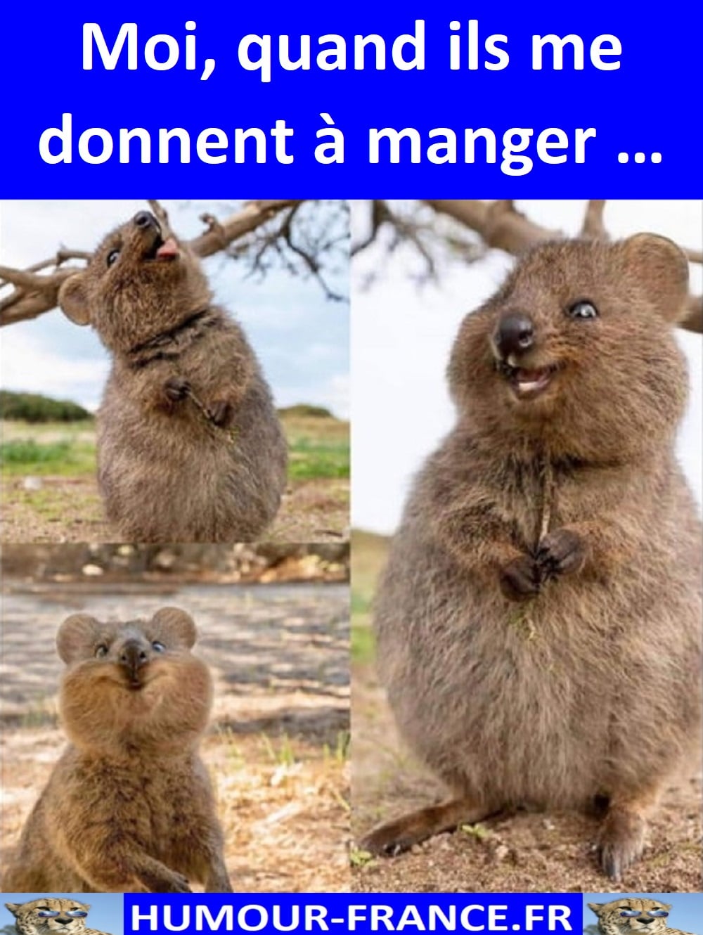 Moi, quand ils me donnent à manger … - Humour-France.fr