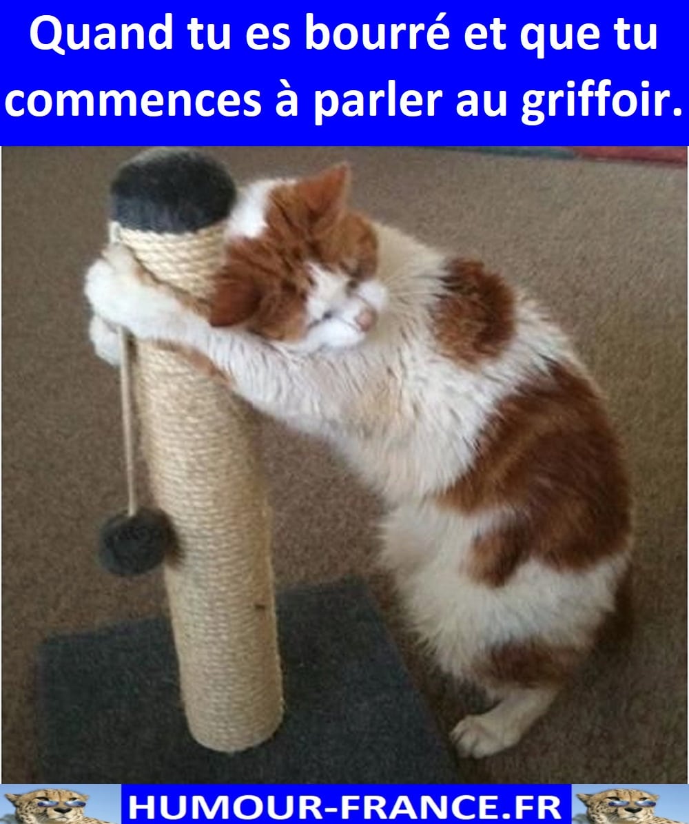 Quand tu es bourré et que tu commences à parler au griffoir.