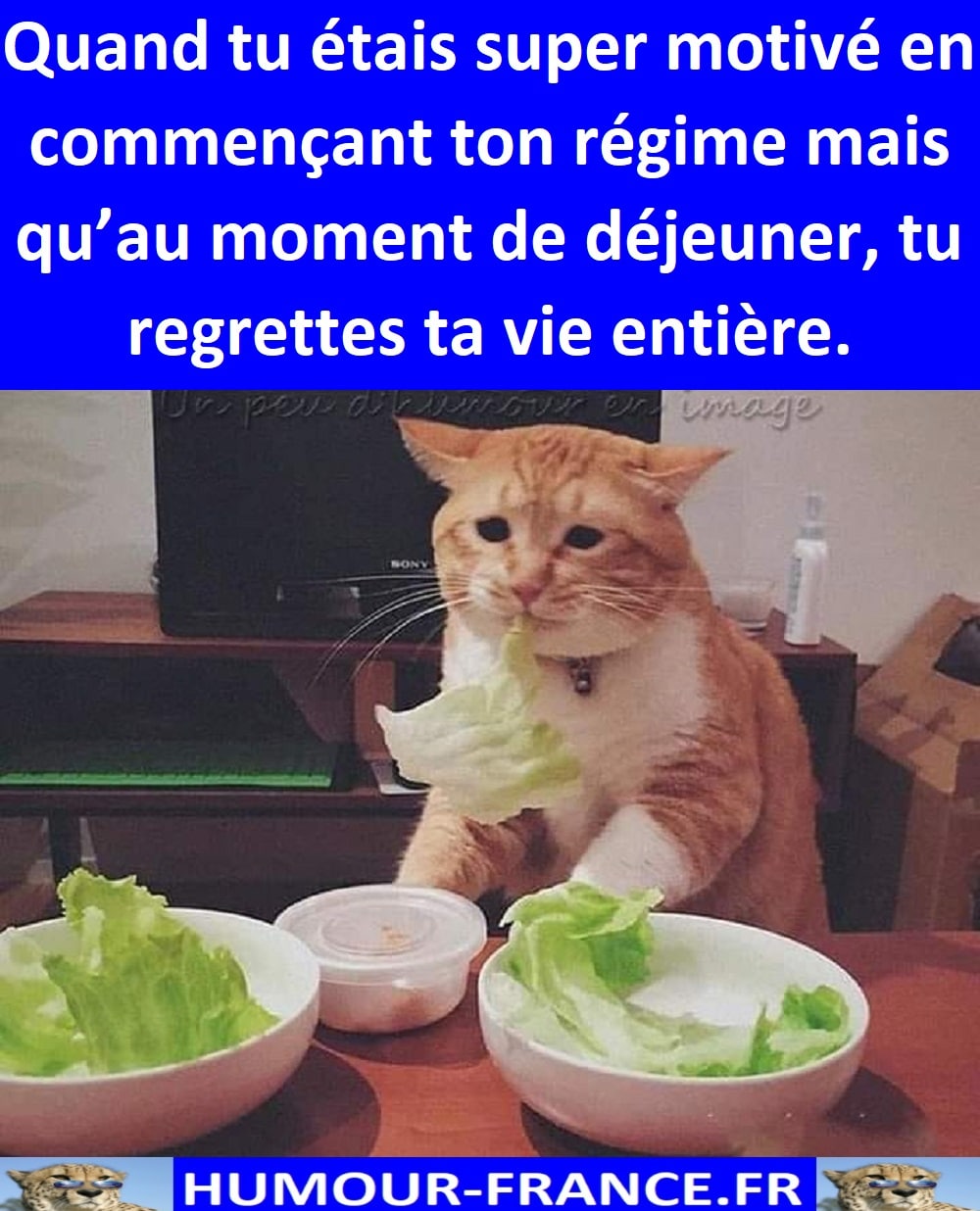 Quand tu étais super motivé en commençant ton régime mais qu’au