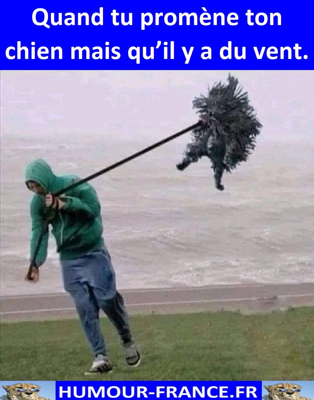 Quand tu promène ton chien mais qu’il y a du vent.