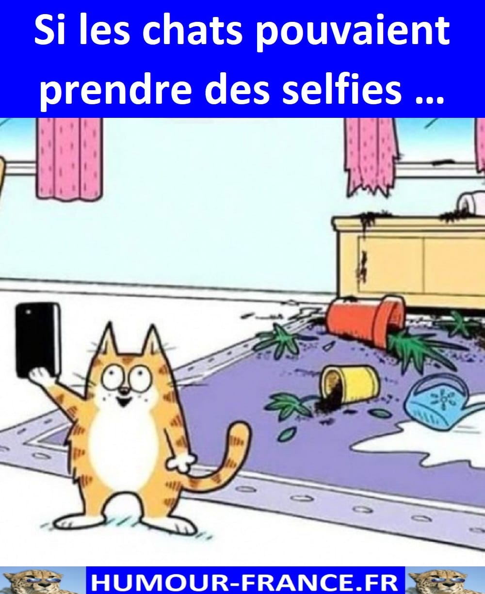 Si les chats pouvaient prendre des selfies … - Humour-France.fr