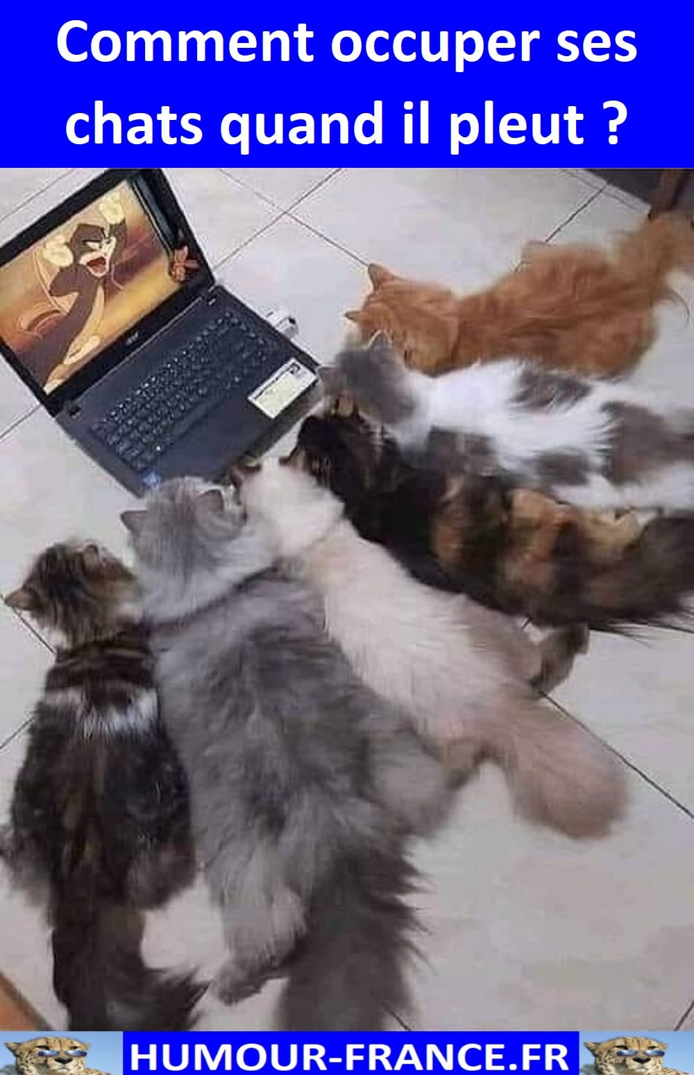 Comment occuper ses chats quand il pleut ? - Humour-France.fr