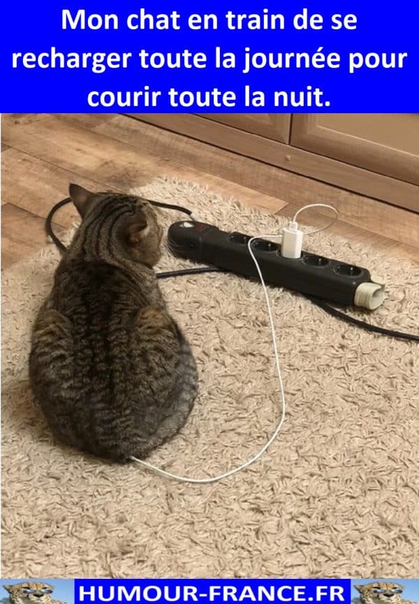 Mon chat en train de se recharger toute la journée pour courir toute