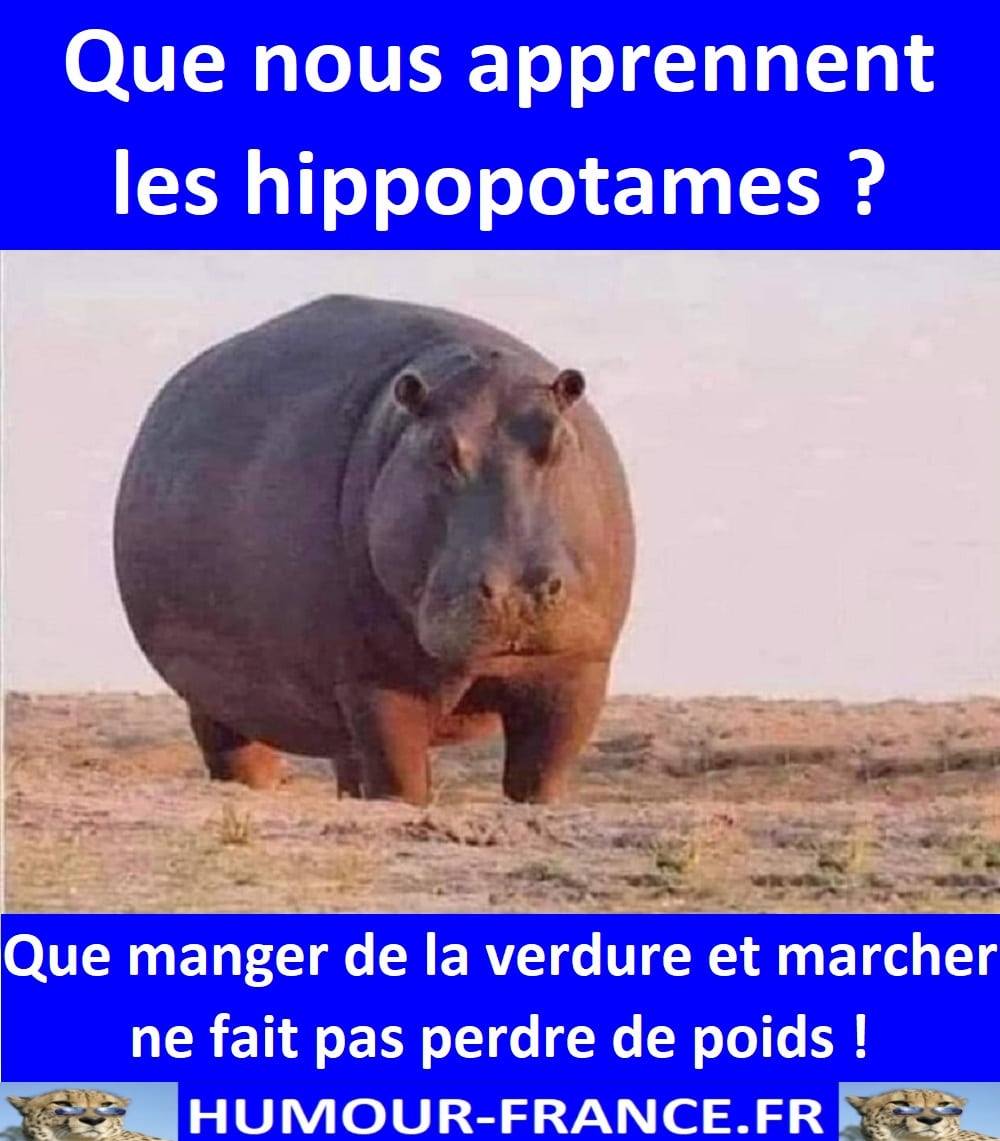 Que nous apprennent les hippopotames ? - Humour-France.fr