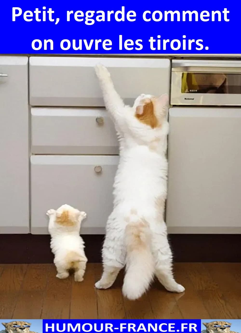 Petit, regarde comment on ouvre les tiroirs. - Humour-France.fr