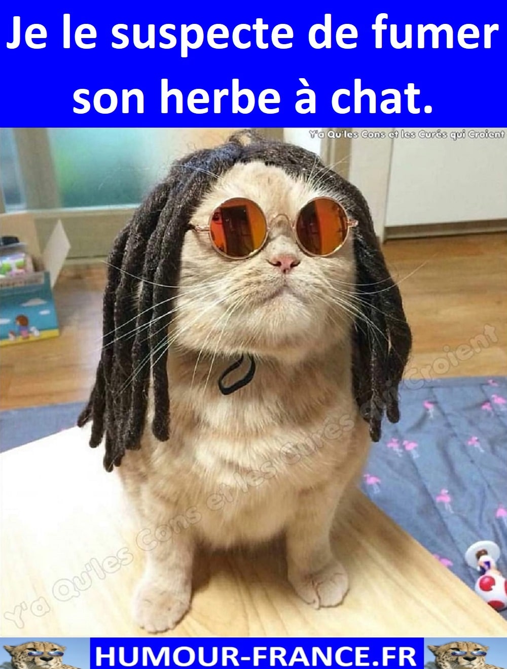 Je le suspecte de fumer son herbe à chat. - Humour-France.fr