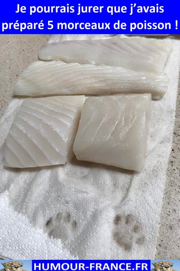 Je pourrais jurer que j’avais préparé 5 morceaux de poisson