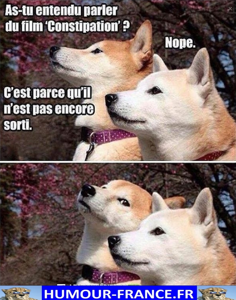 As-tu entendu parler de film Constipation ? - Humour-France.fr