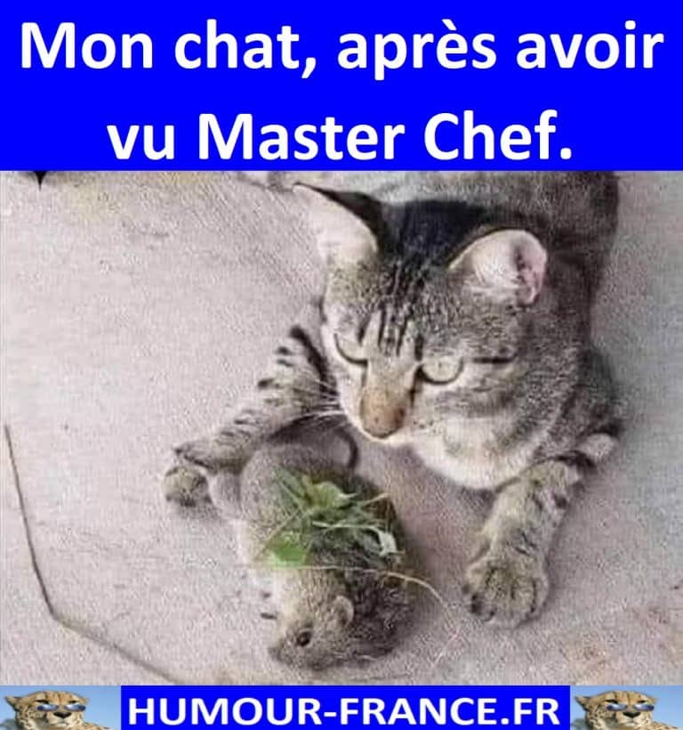 Mon chat, après avoir vu Master Chef. - Humour-France.fr