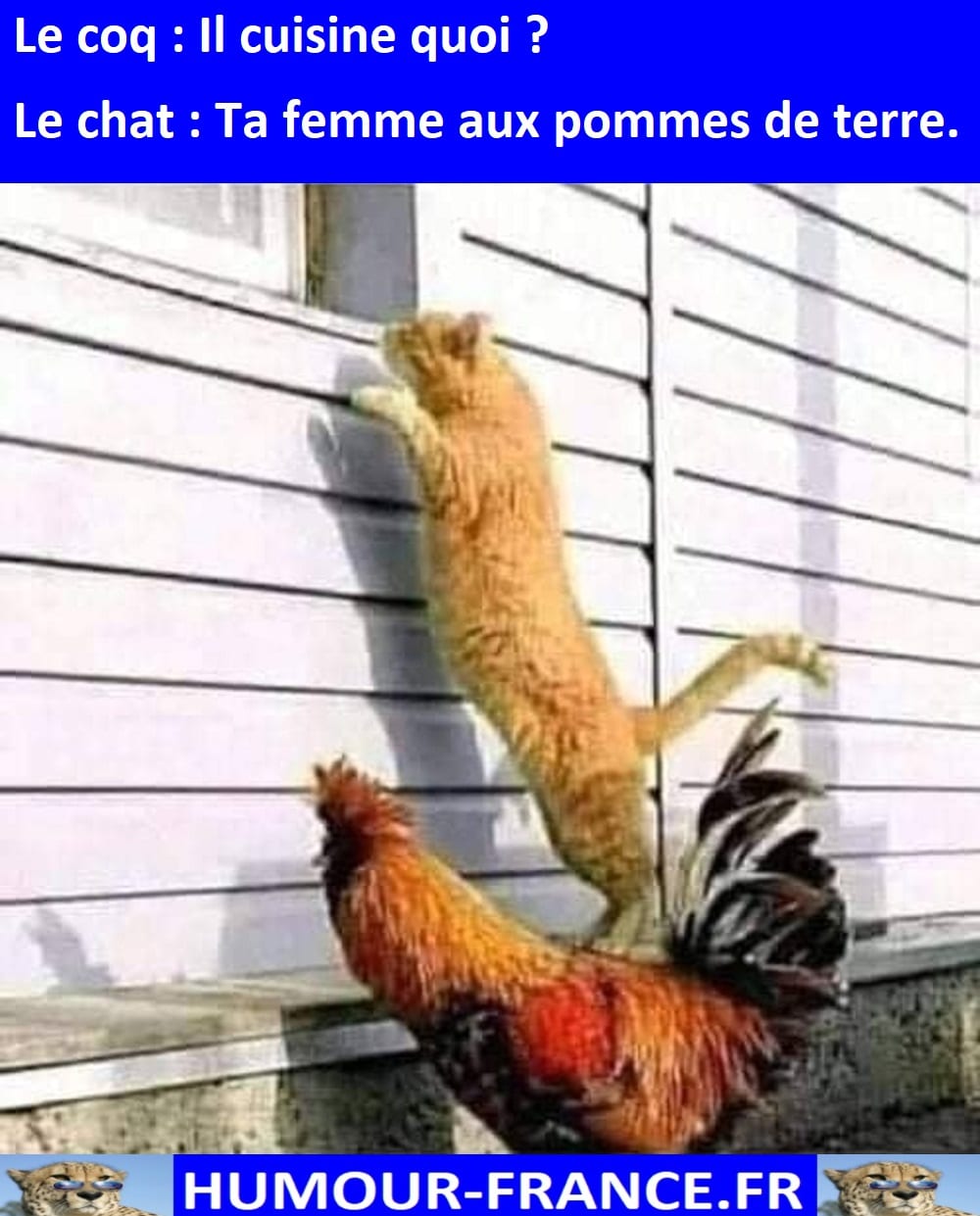 Le coq : Il cuisine quoi ? - Humour-France.fr