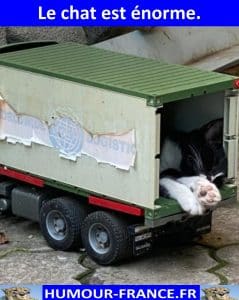 Le chat est énorme. - Humour-France.fr