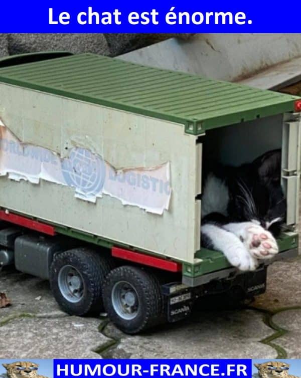 Le chat est énorme. - Humour-France.fr