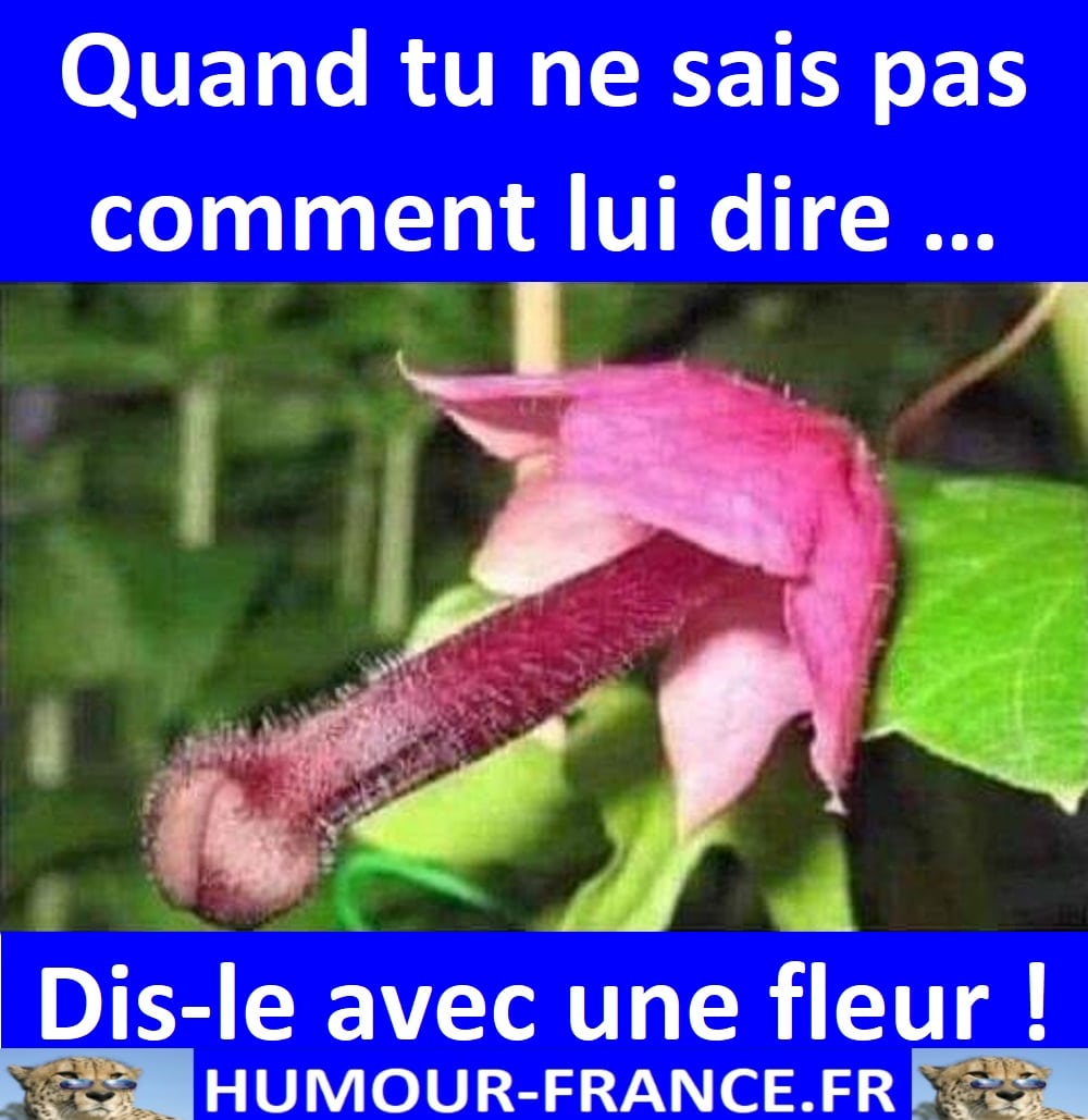 Quand tu ne sais pas comment lui dire … Dis-le avec une fleur ...