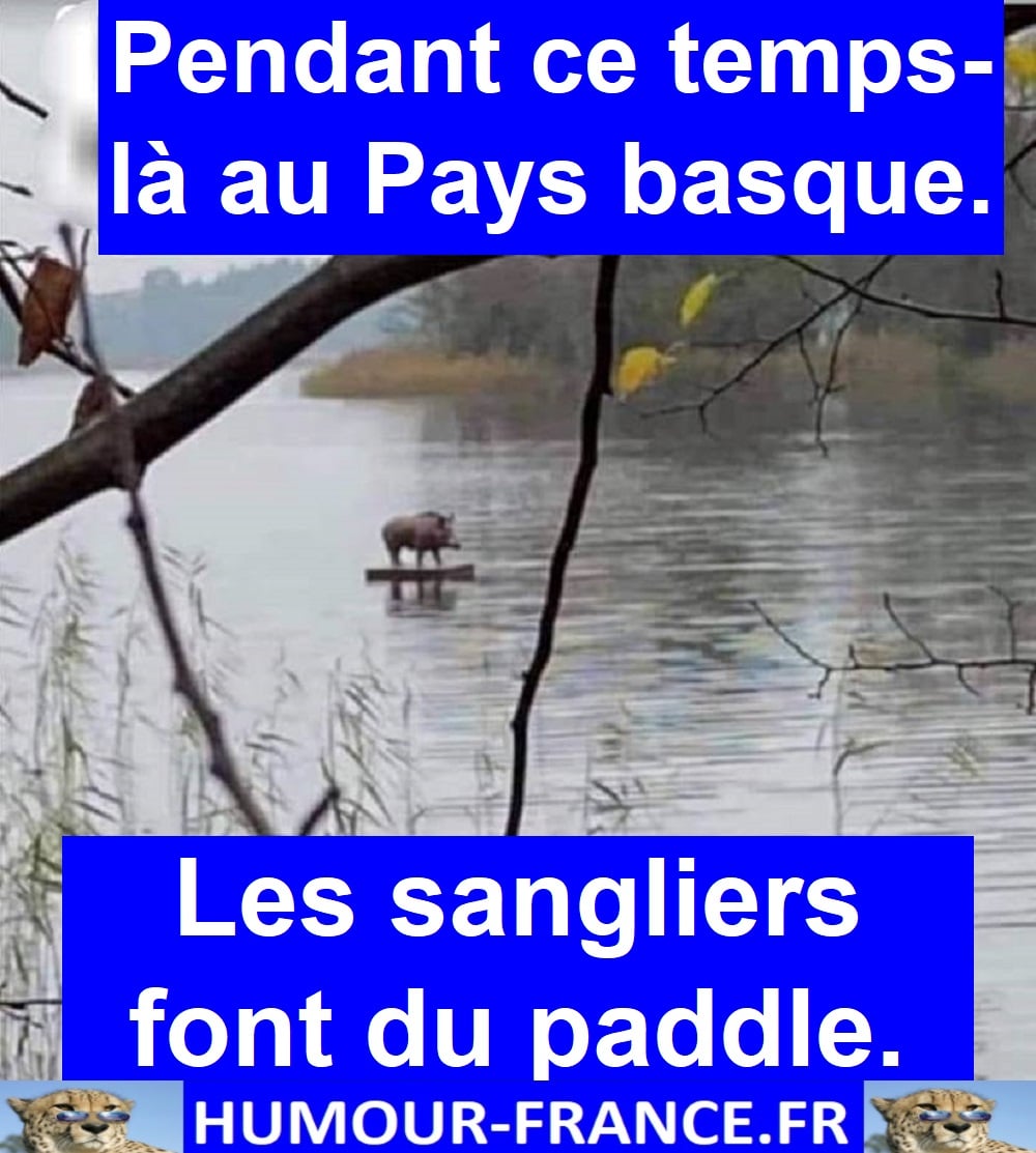 Pendant ce temps-là au Pays basque. Les sangliers font du paddle ...