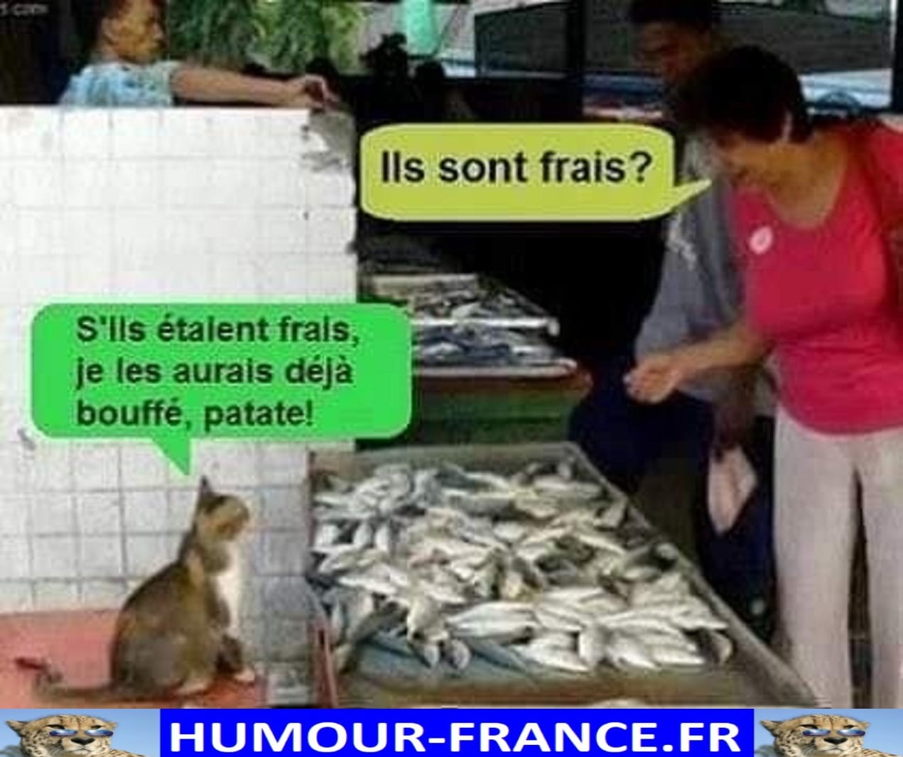 Ils sont frais ? - Humour-France.fr