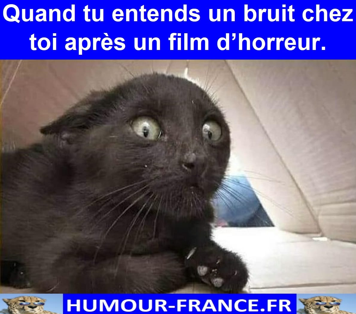 Quand tu entends un bruit chez toi après un film d’horreur. - Humour ...