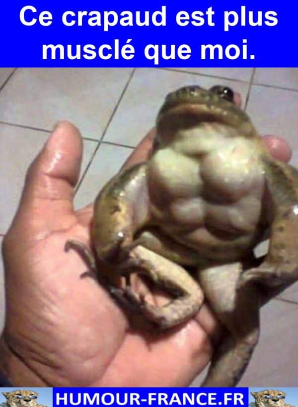 Ce crapaud est plus musclé que moi. - Humour-France.fr