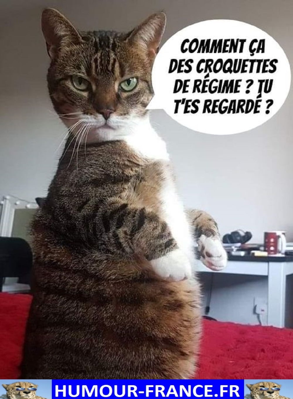 Comment ça des croquettes de régime ? Tu t’es regardé ? - Humour-France.fr
