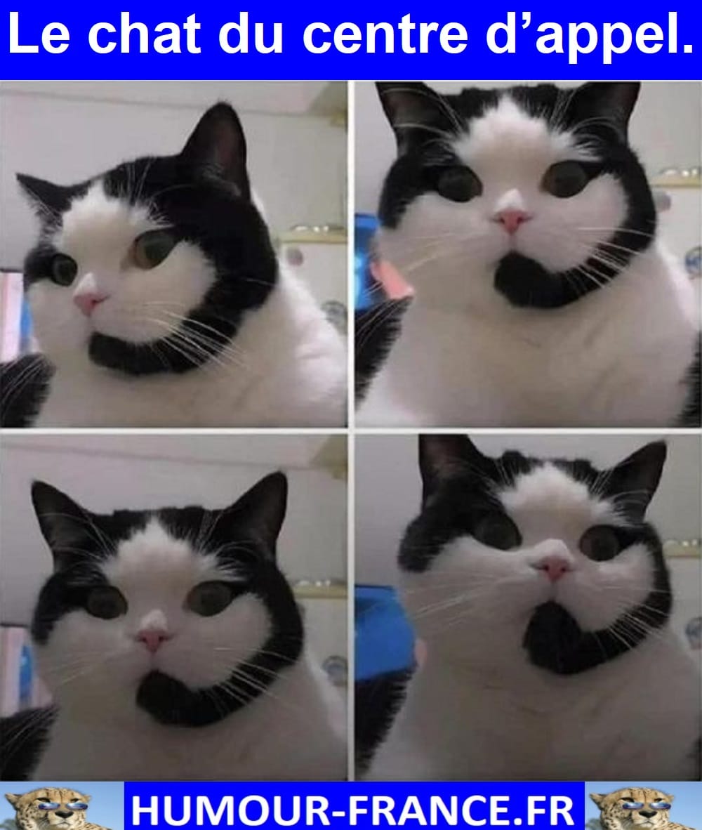 Le chat du centre d’appel. - Humour-France.fr