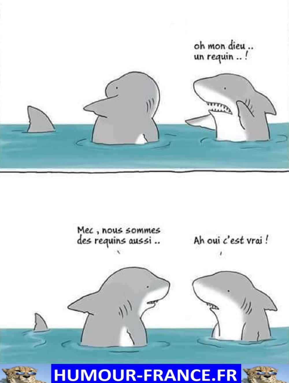 Oh mon dieu un requin … ! - Humour-France.fr