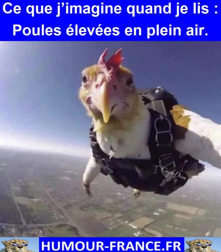 Ce que j’imagine quand je lis : Poules élevées en plein air. - Humour ...