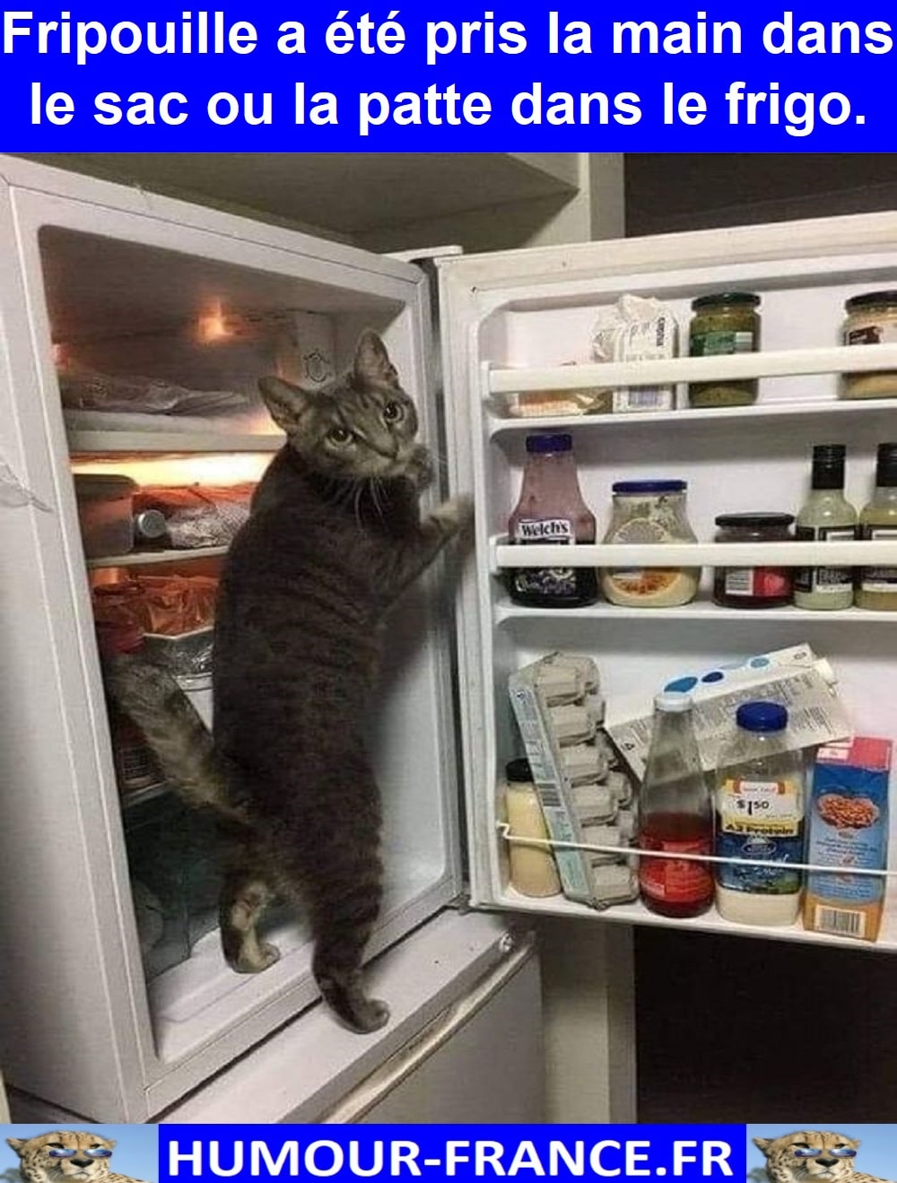 Fripouille a été pris la main dans le sac ou la patte dans le frigo ...