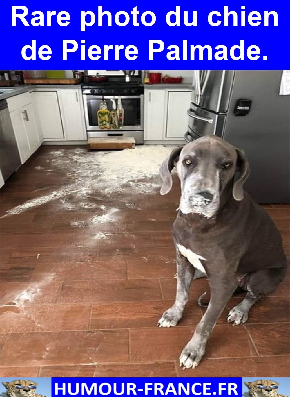 Rare photo du chien de Pierre Palmade. - Humour-France.fr