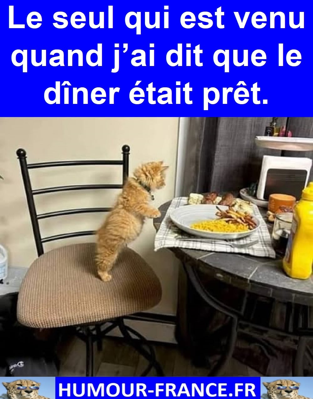 Le seul qui est venu quand j’ai dit que le dîner était prêt. - Humour ...