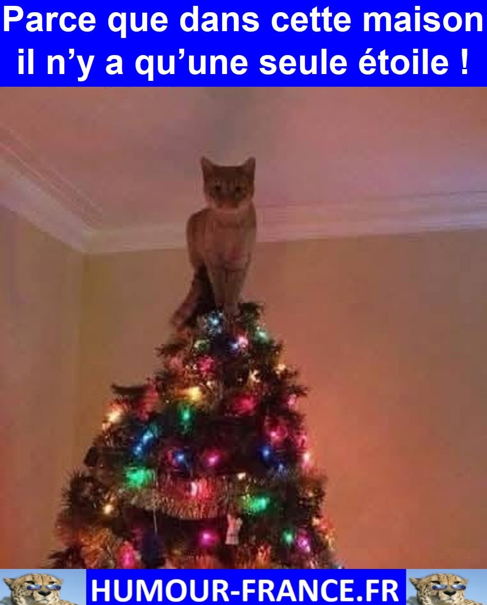 Parce que dans cette maison il n’y a qu’une seule étoile ! - Humour ...
