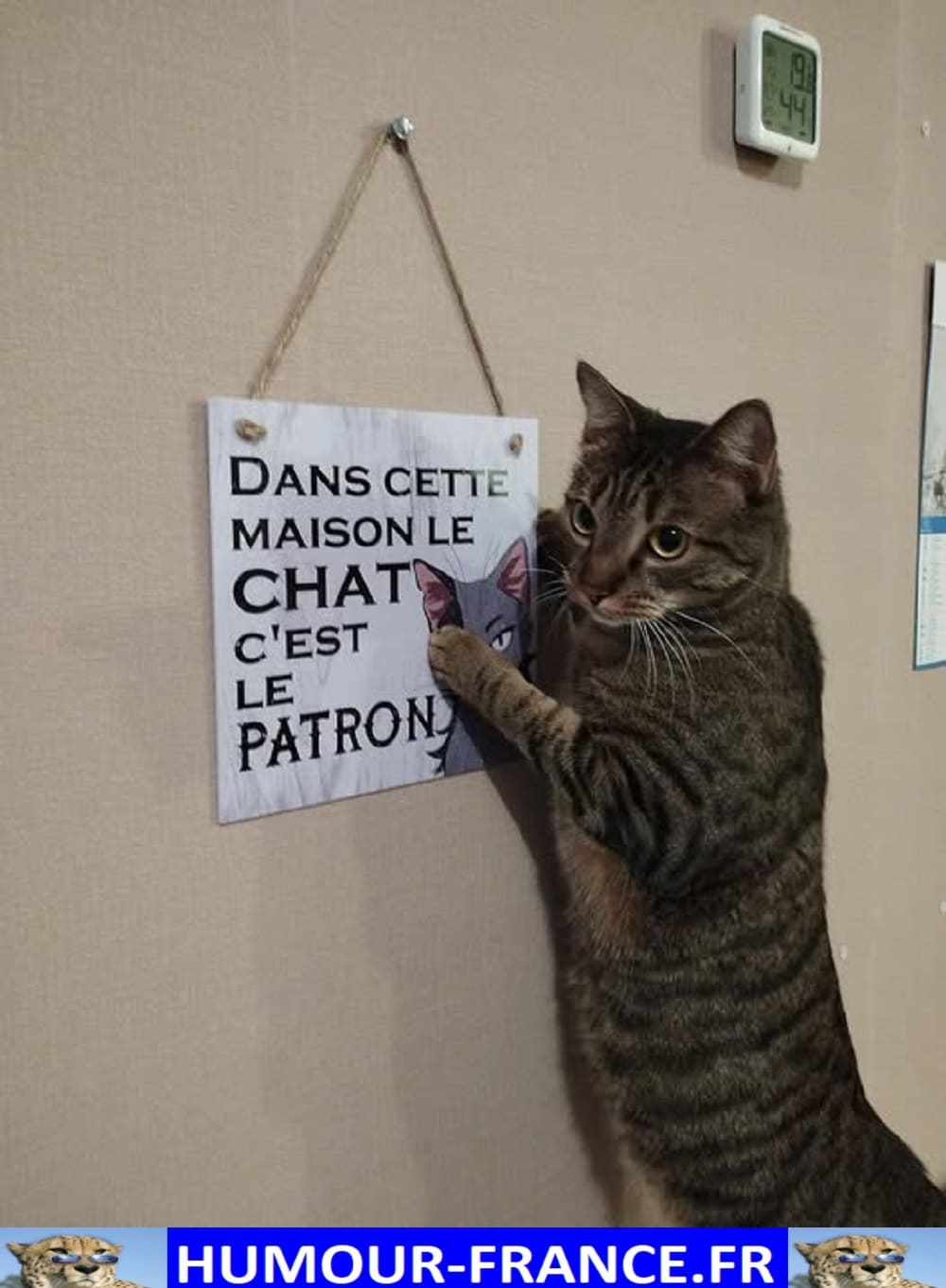 Dans cette maison le chat c’est le patron. - Humour-France.fr