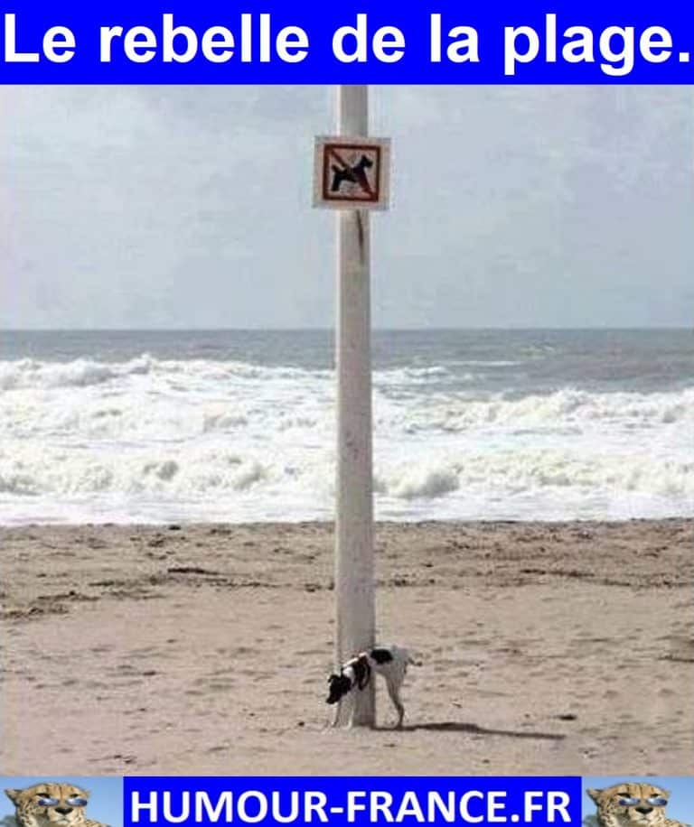 Le rebelle de la plage. - Humour-France.fr